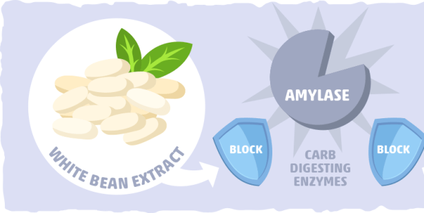 The Science of Carb-Blockers – NaturWarriors