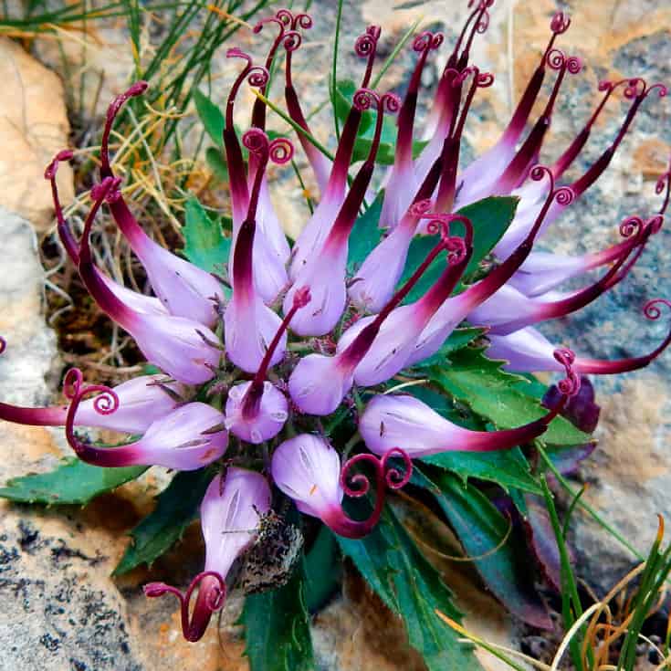 Herbal Remedies for Gout: How to Use Them Effectively – NaturWarriors
